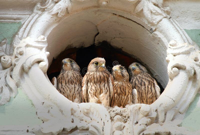 Young falcons stock photo. Image of animal, view, little - 44320612