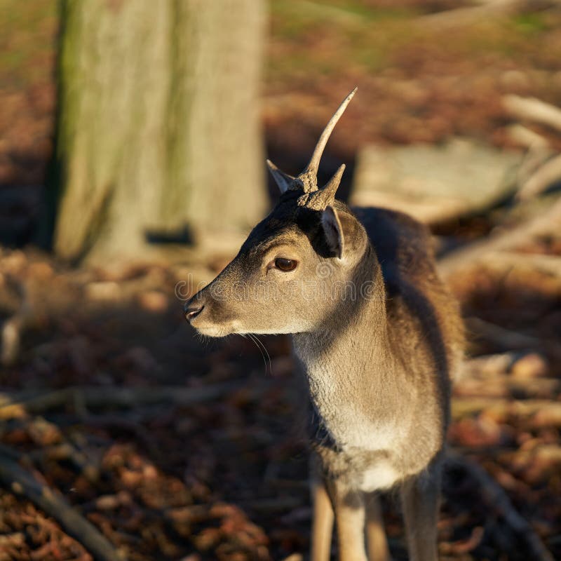 Young Fallow Buck in a Close-up Stock Image - Image of portrait ...
