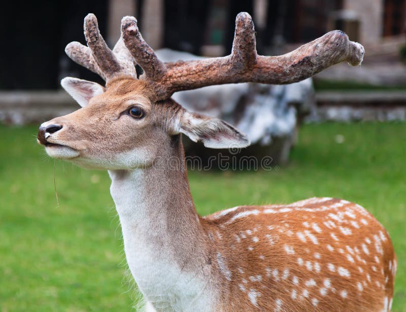 Young Fallow deer stock image. Image of face, young, buck - 16408593