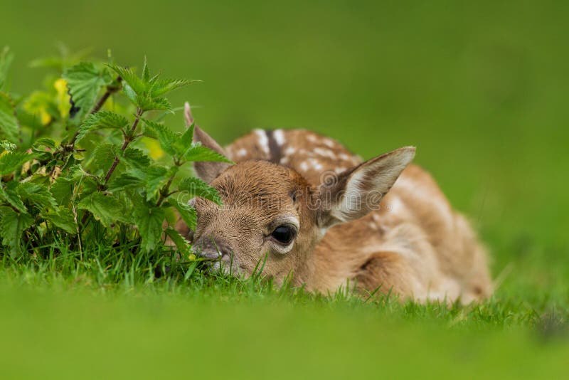 An young fallow deer stock image. Image of cute, ears - 28500239