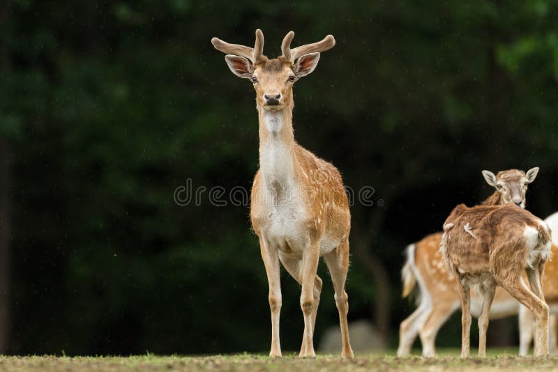 An young fallow deer stock photo. Image of ears, horns - 28500614