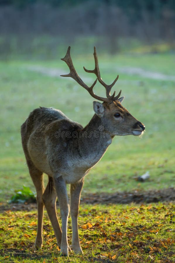 Young fallow deer buck stock photo. Image of fallow, animal - 85798640