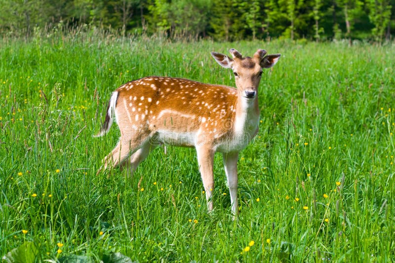 Young fallow deer stock photo. Image of deer, face, fawn - 34719342