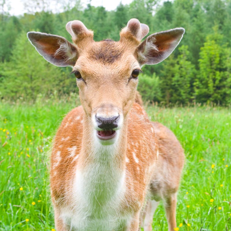Young fallow deer stock photo. Image of deer, face, fawn - 34719342