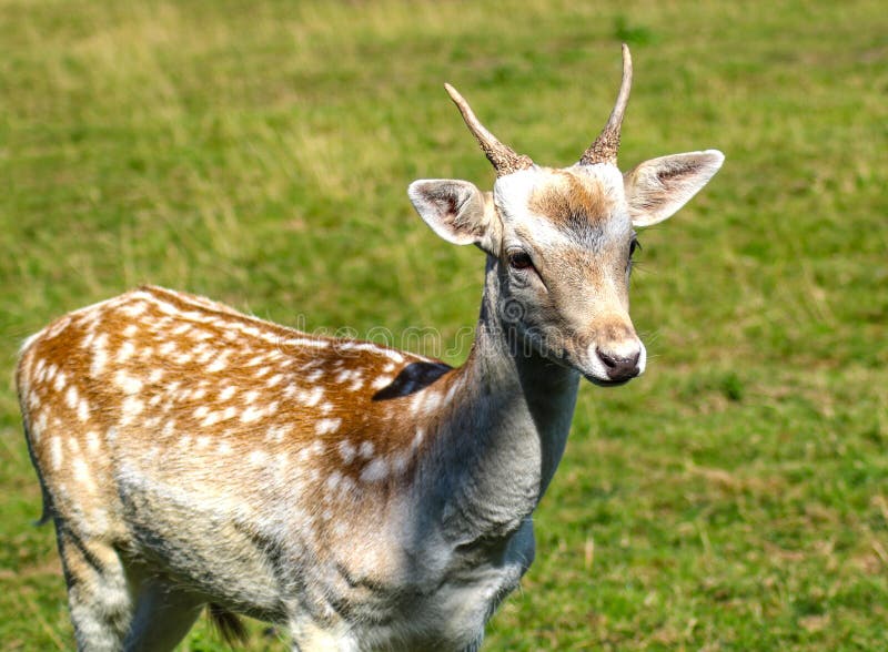 Young Fallow Deer in Dappled Sunlight Looking To the Right Side Stock ...