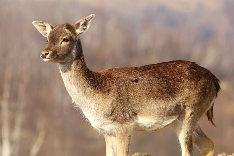 Young fallow deer doe stock image. Image of fallow, european - 72104973