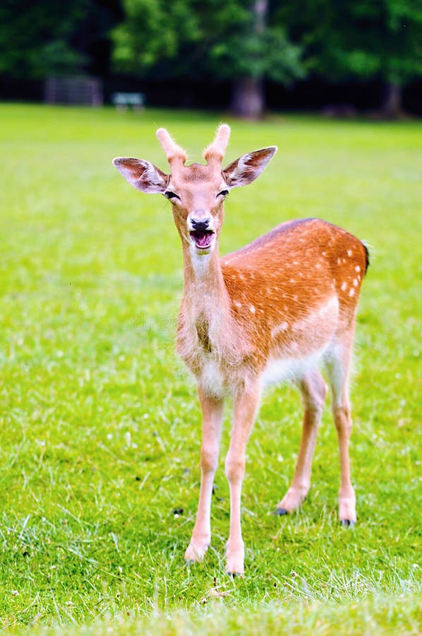 Young fallow deer stock photo. Image of mamal, bambi - 42043706
