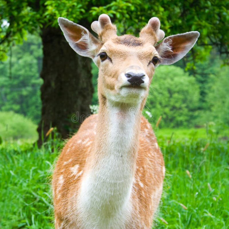 Young fallow deer stock photo. Image of deer, face, fawn - 34719342