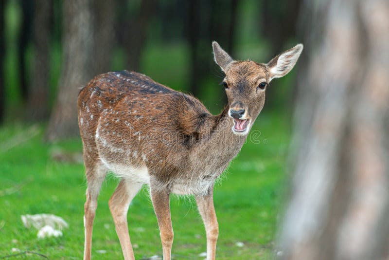 Young deer stock photo. Image of pine, outdoors, deer - 201001356