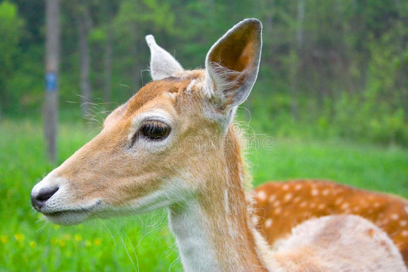 Young fallow deer stock photo. Image of deer, face, fawn - 34719342
