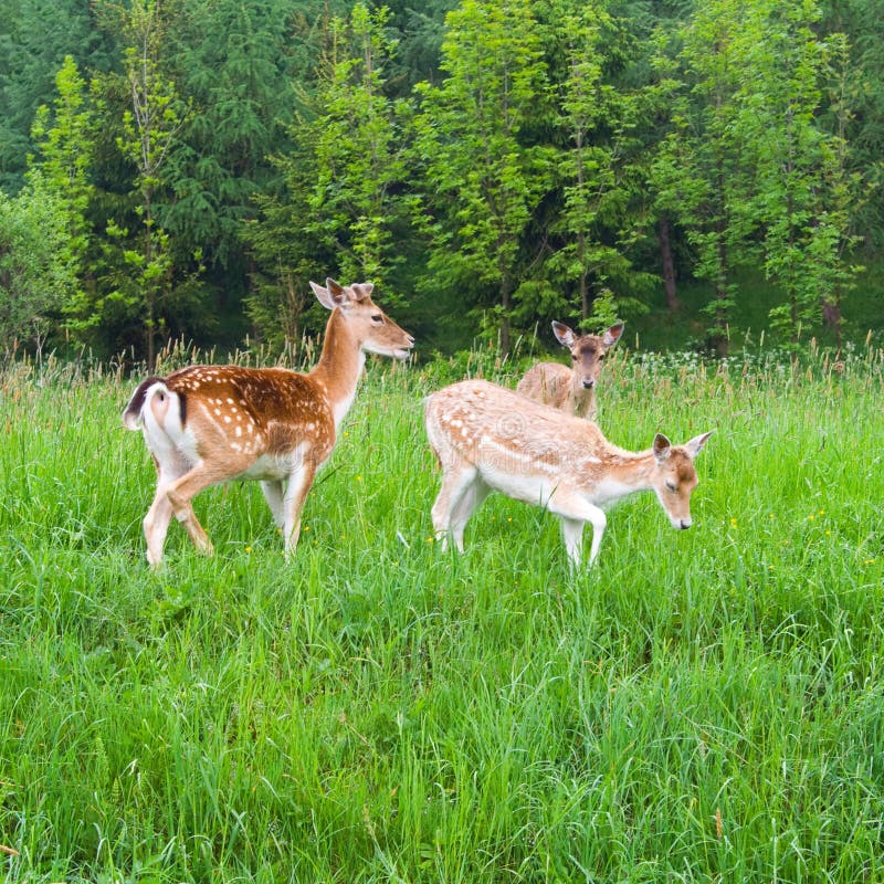 Young fallow deer stock photo. Image of deer, face, fawn - 34719342