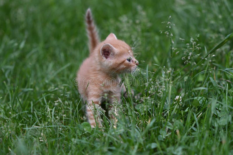 Young family cats stock image. Image of small, playing - 116755233