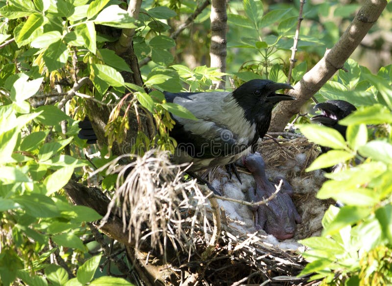 Crows and Their Nests on a Bare Tree in Winter in Erzurum, Turkey Stock ...