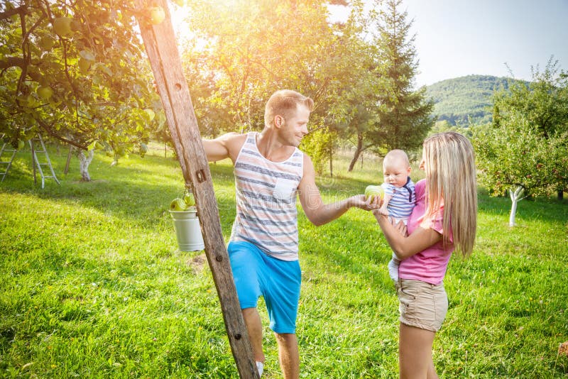 Young Family Picking Apples from an Apple Tree Stock Photo - Image of ...