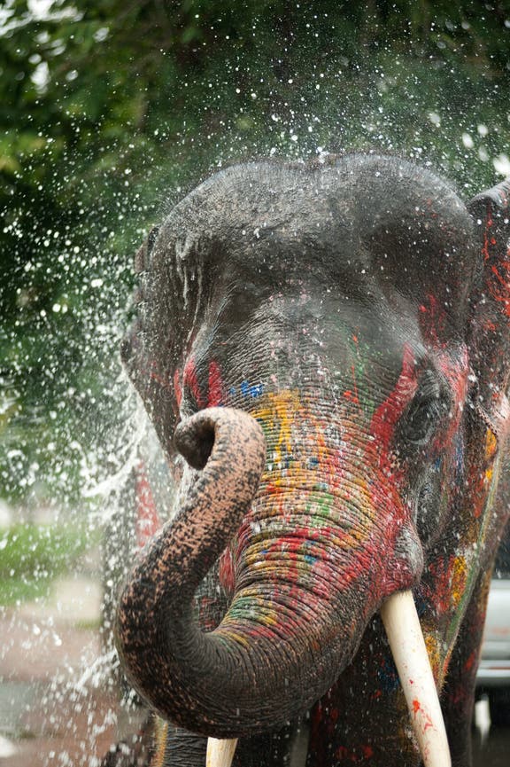 Young Fancy Elephant Playing Water. Stock Image - Image of attraction ...