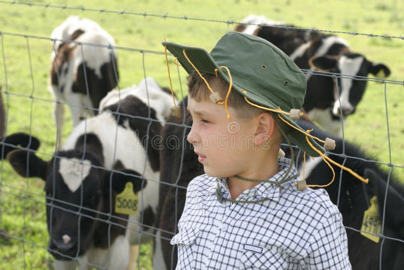 Young Farmer Amongst Dairy Cows Stock Photo - Image of calf, green: 30570