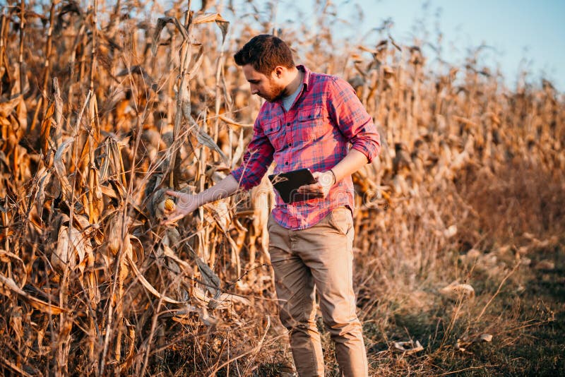 Corn harvesting stock photo. Image of grain, agriculture - 16563758