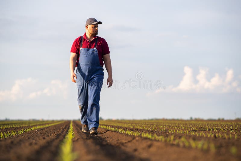 Young Farmer in Corn Fields Stock Photo - Image of corn, examine: 267430636