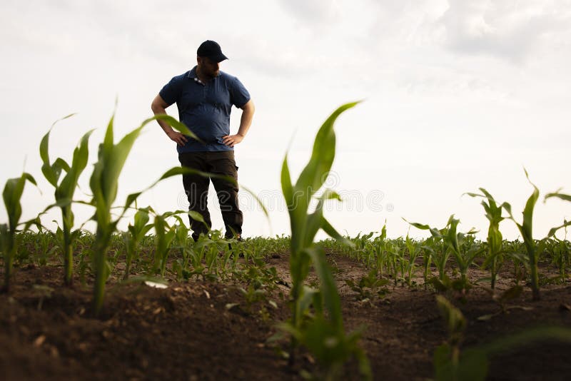 Young Farmer in Corn Fields Stock Image - Image of green, corn: 278787605