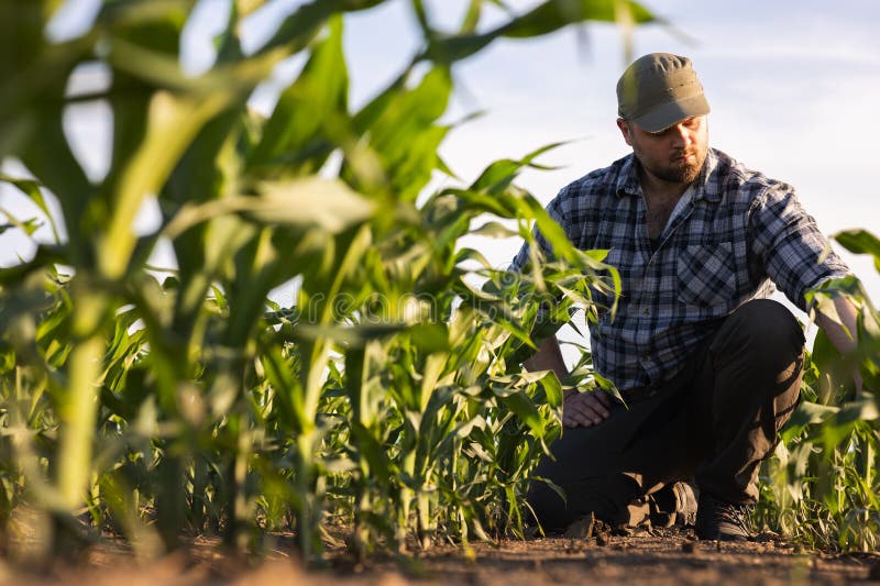 Young Farmer in Corn Fields Stock Photo - Image of farmland, fields ...