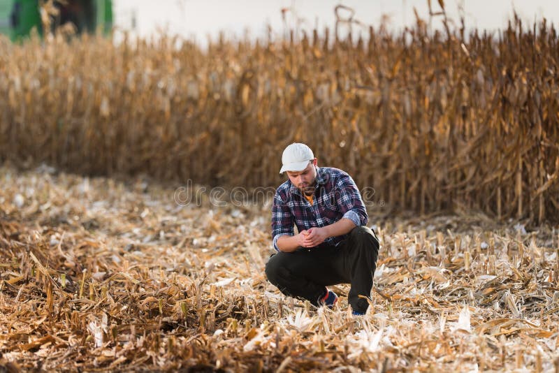 Young Farmer Examine Corn in Corn Field during Harvest Stock Image ...