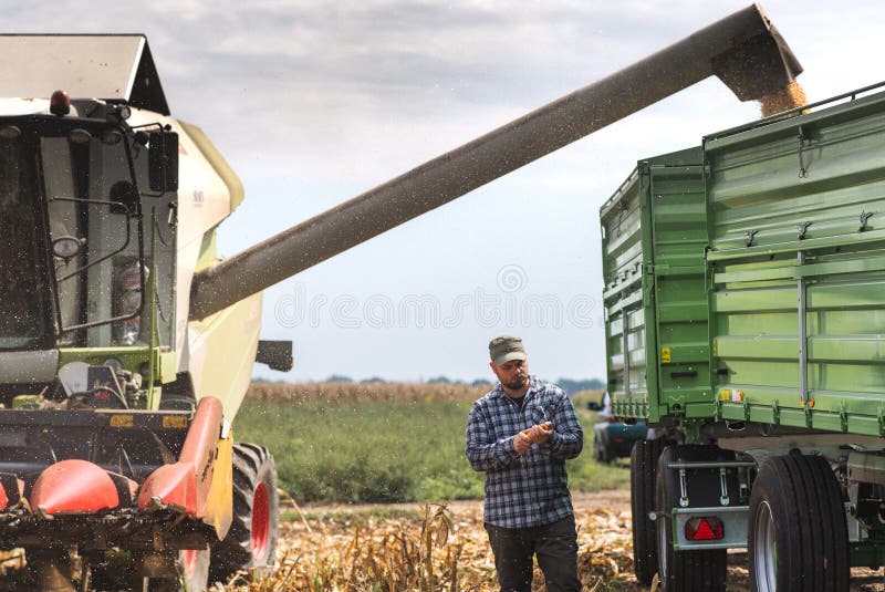 Young Farmer Examine Corn Seed in Corn Fields Stock Photo - Image of ...
