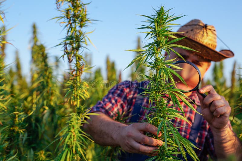 Farmer Growing Hemp and Checking Plants Growth. Stock Image - Image of ...
