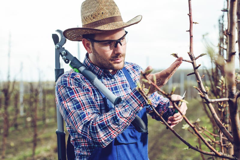 Young Farmer in His Orchard, he is Checking the Flower on Fruit Trees ...