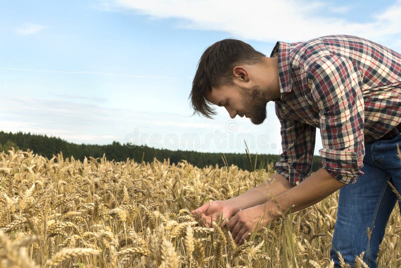 Young Farmer Inspecting Crop Stock Image - Image of generation, beard ...