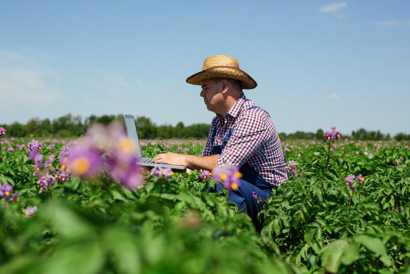 Farmer Inspecting Potato Crop in Field. Stock Image - Image of ...