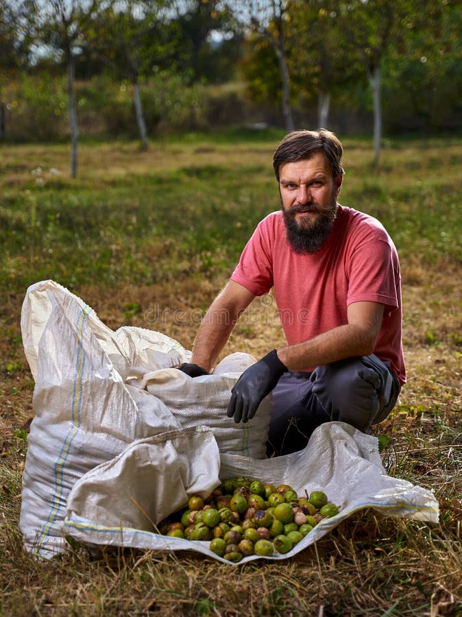Farmer harvesting walnuts stock photo. Image of collecting - 160010662