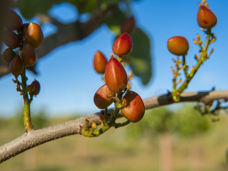 Pistachio Fields Stock Photos - Free & Royalty-Free Stock Photos from ...