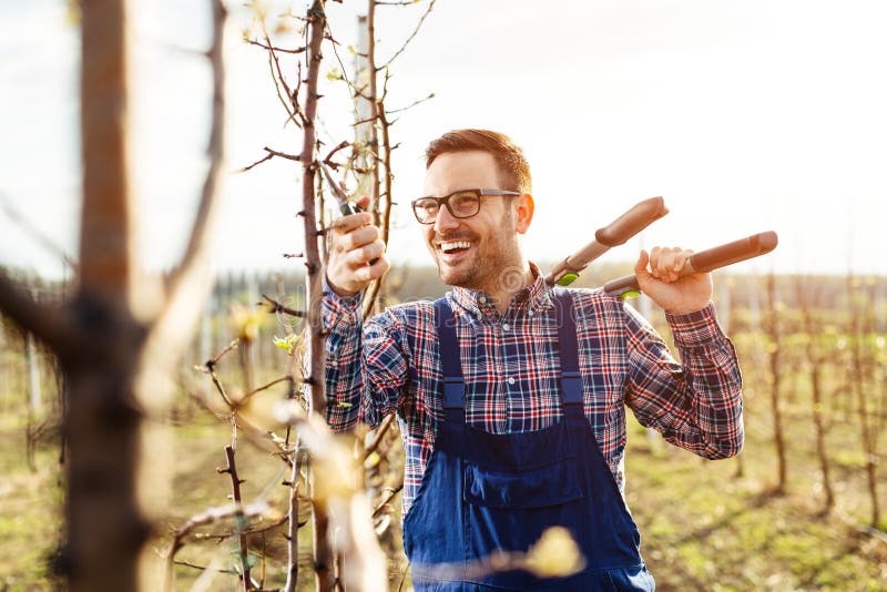 Young Farmer Pruning Fruit Tree. Agricultural Occupation. Gardening at ...