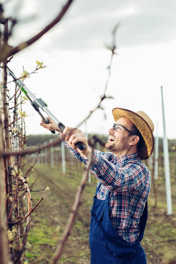 Farmer Pruning Fruit Trees in Orchard Stock Photo - Image of pruner ...