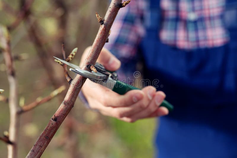 Farmer Pruning Fruit Trees in Spring Garden Stock Image - Image of ...