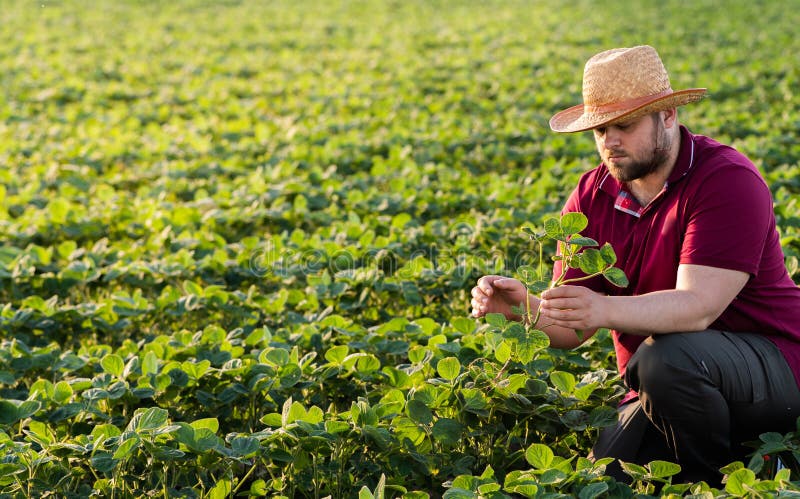 Soybean Fields before Harvest Stock Image - Image of cultivated, summer ...