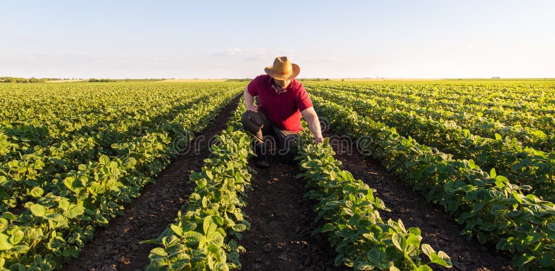 Soybean Fields before Harvest Stock Image - Image of cultivated, summer ...