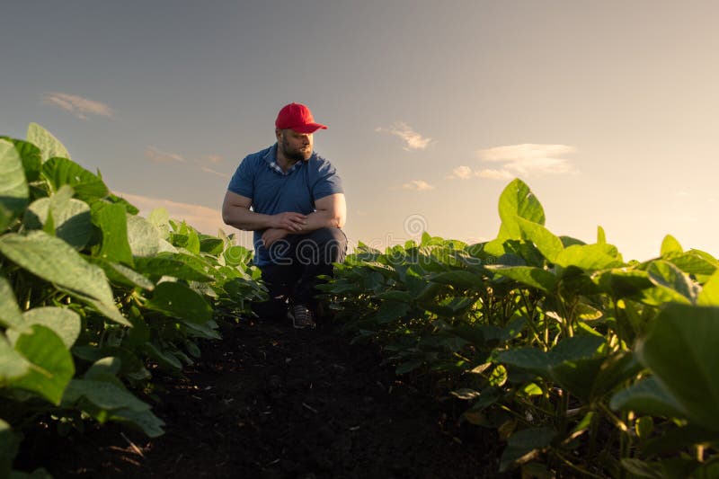 Soybean Fields before Harvest Stock Image - Image of cultivated, summer ...