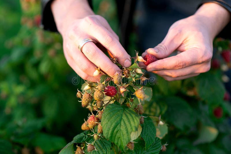The Young Man Tastes the Raspberries in the Garden Stock Image - Image ...