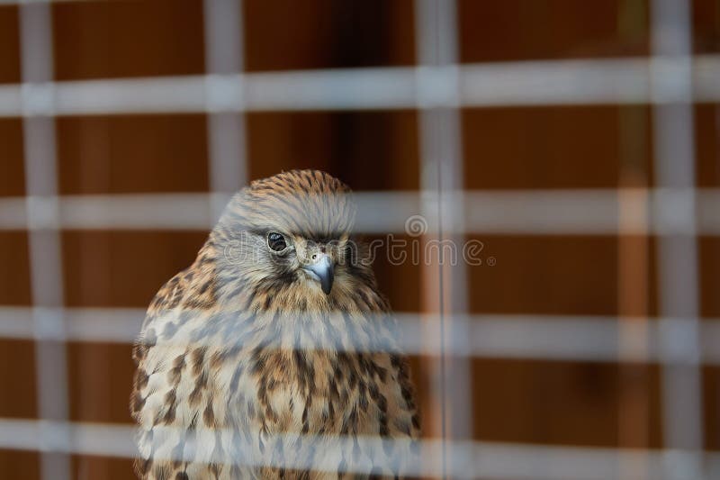 A Bird of Prey Sits Behind the Bars of a Cage Stock Image - Image of ...