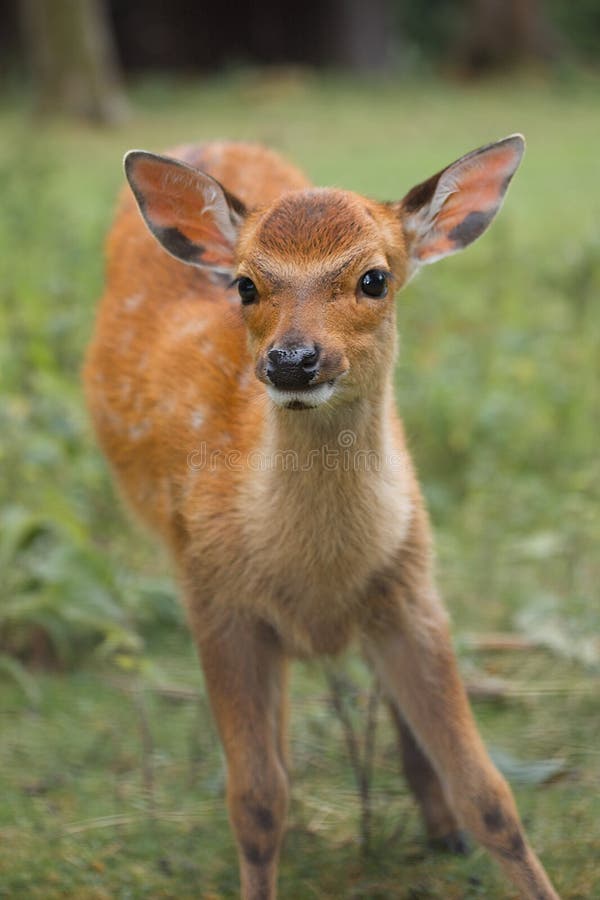 Young Fawn of Fallow Deer, a Male Drinking Water in a Forest in Sweden ...