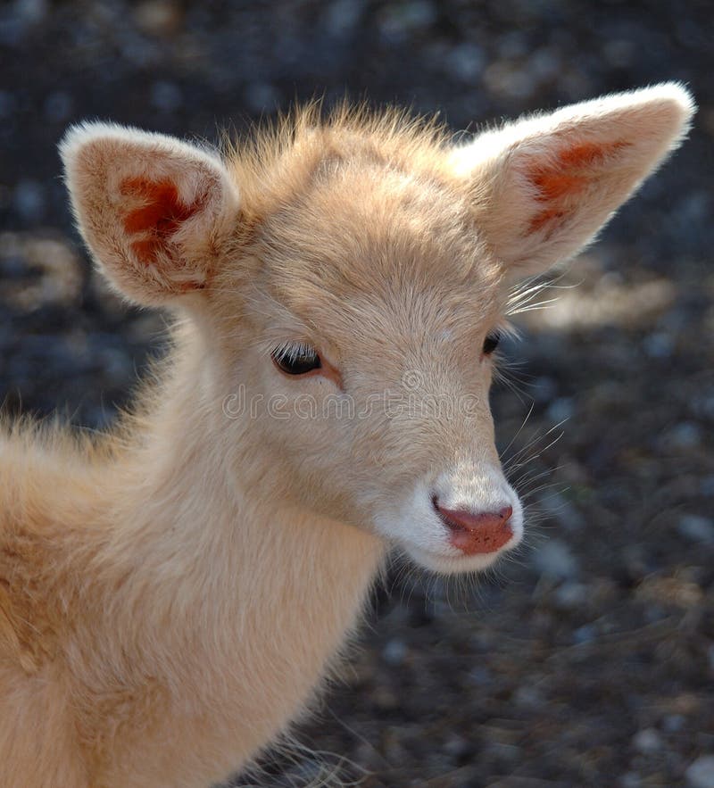 Young Fawn stock image. Image of tail, yearling, buck - 12351013