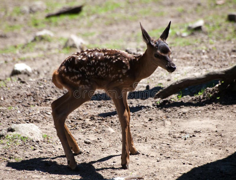 Young Fawn of Fallow Deer, a Male Drinking Water in a Forest in Sweden ...