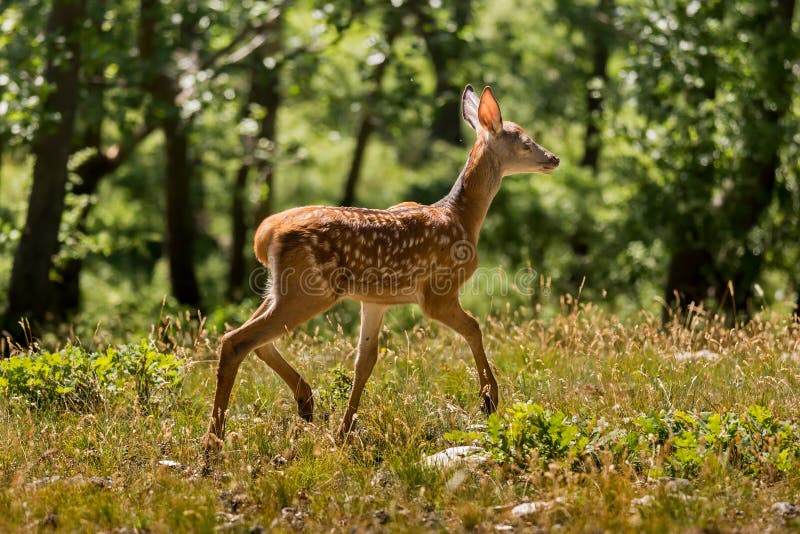 Young Fawn of Fallow Deer, a Male Drinking Water in a Forest in Sweden ...