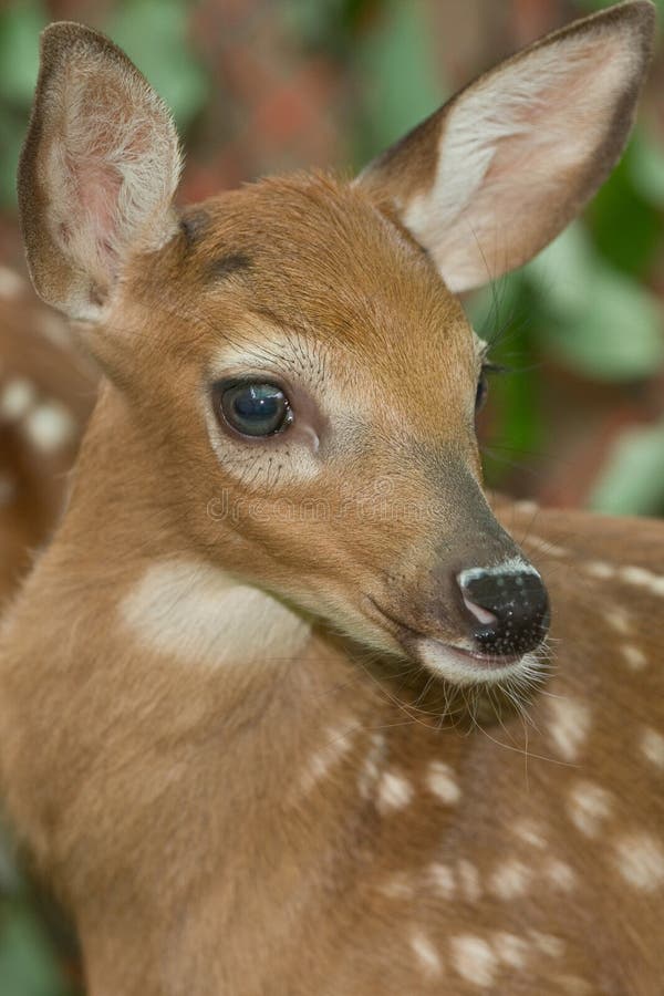 2,879 Deer Fawn Face Stock Photos - Free & Royalty-Free Stock Photos ...