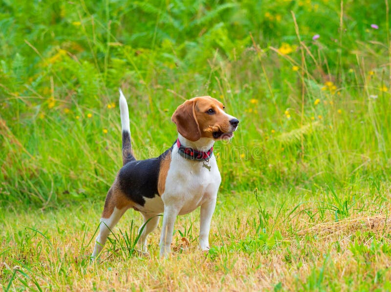 Young Female Beagle Dog Lying in Grass Stock Image - Image of lying ...