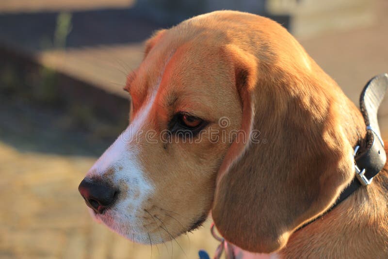 Young female beagle stock photo. Image of white, pedigree - 56227610