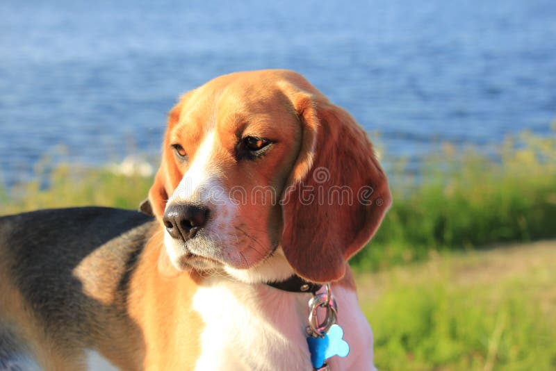 Young female beagle stock image. Image of close, purebred - 92495215