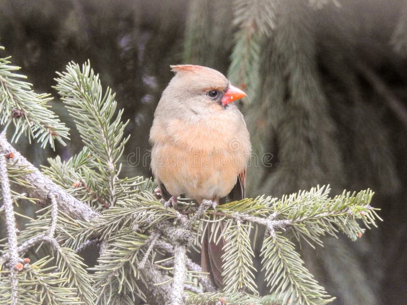Young Female Cardinal Perched in a Pine Tree Editorial Stock Image ...