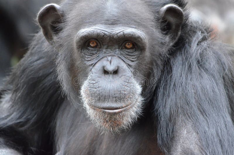 Young female chimp stock photo. Image of looking, browneyed - 35421480